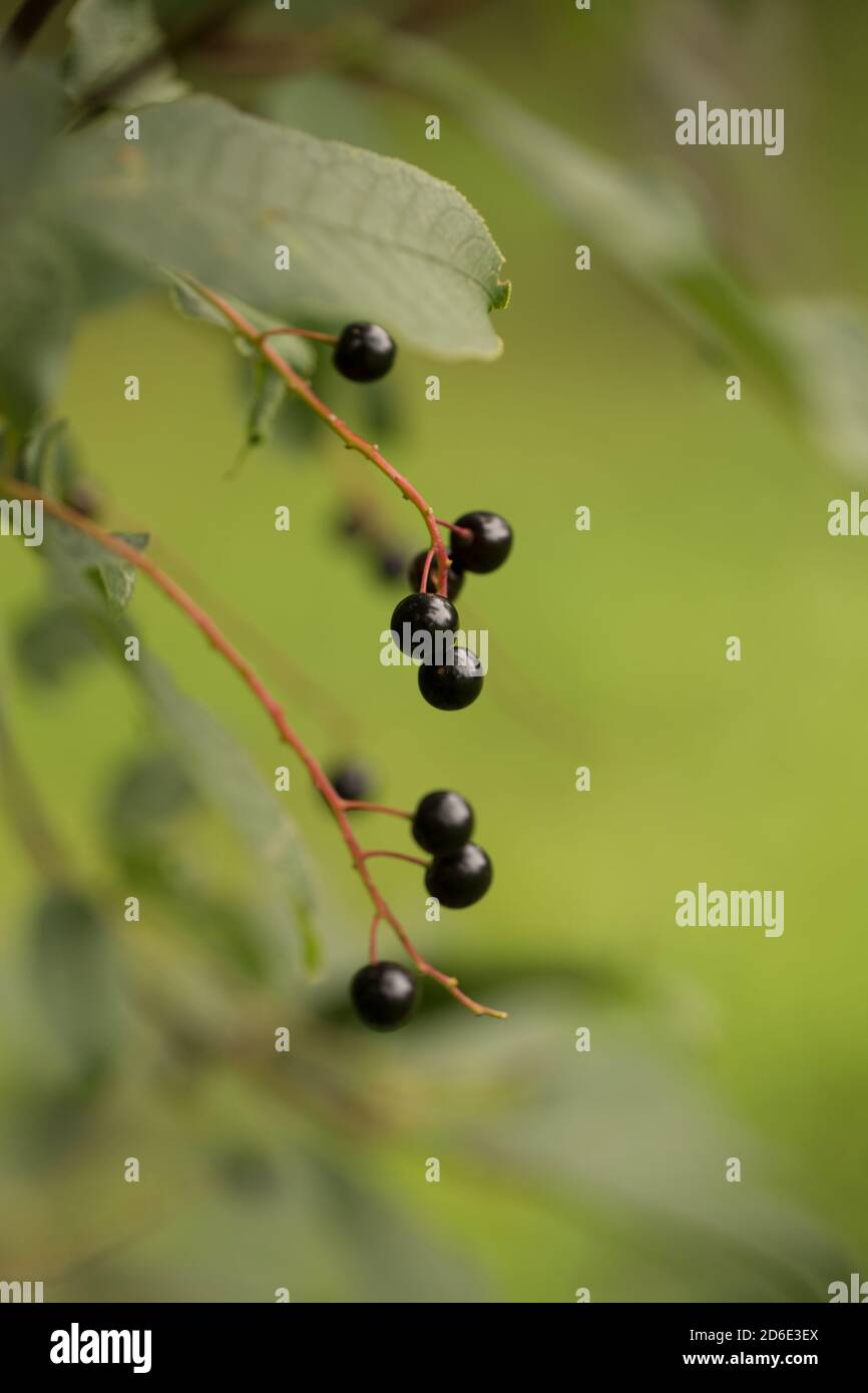 Shiny hackberry hi-res stock photography and images - Alamy