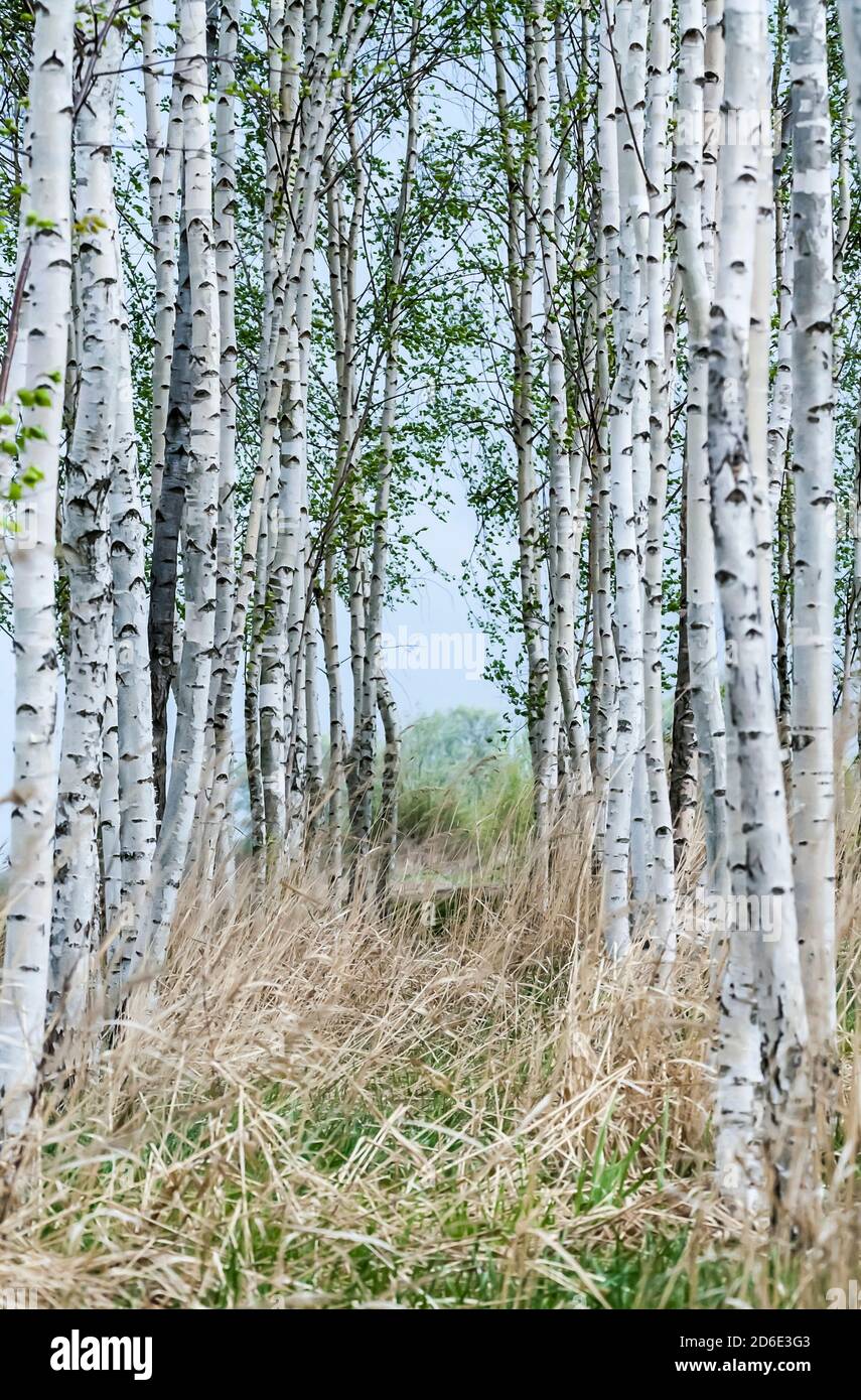Tall birch trunk hi-res stock photography and images - Alamy