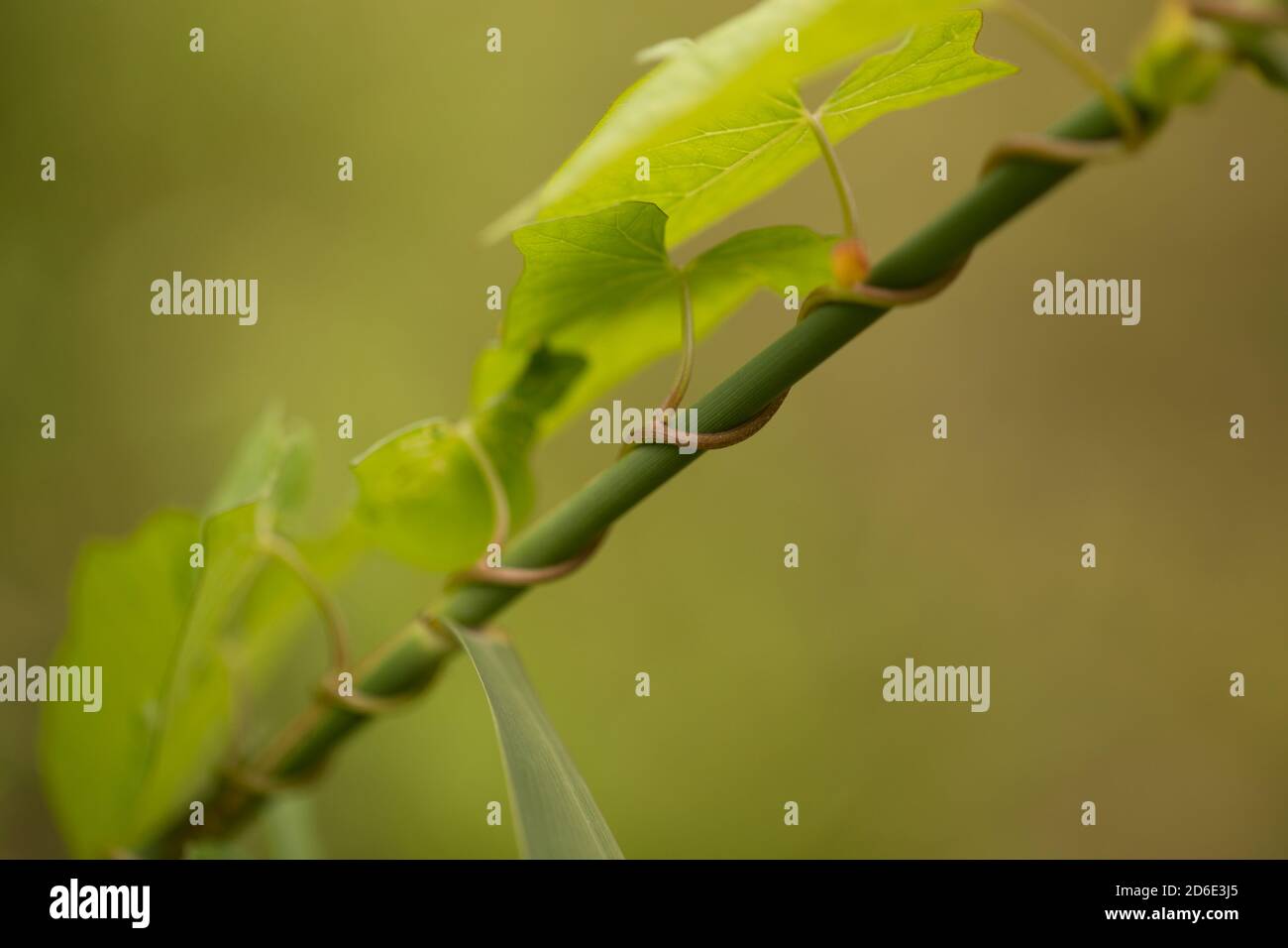 Strangle plant hi-res stock photography and images - Alamy
