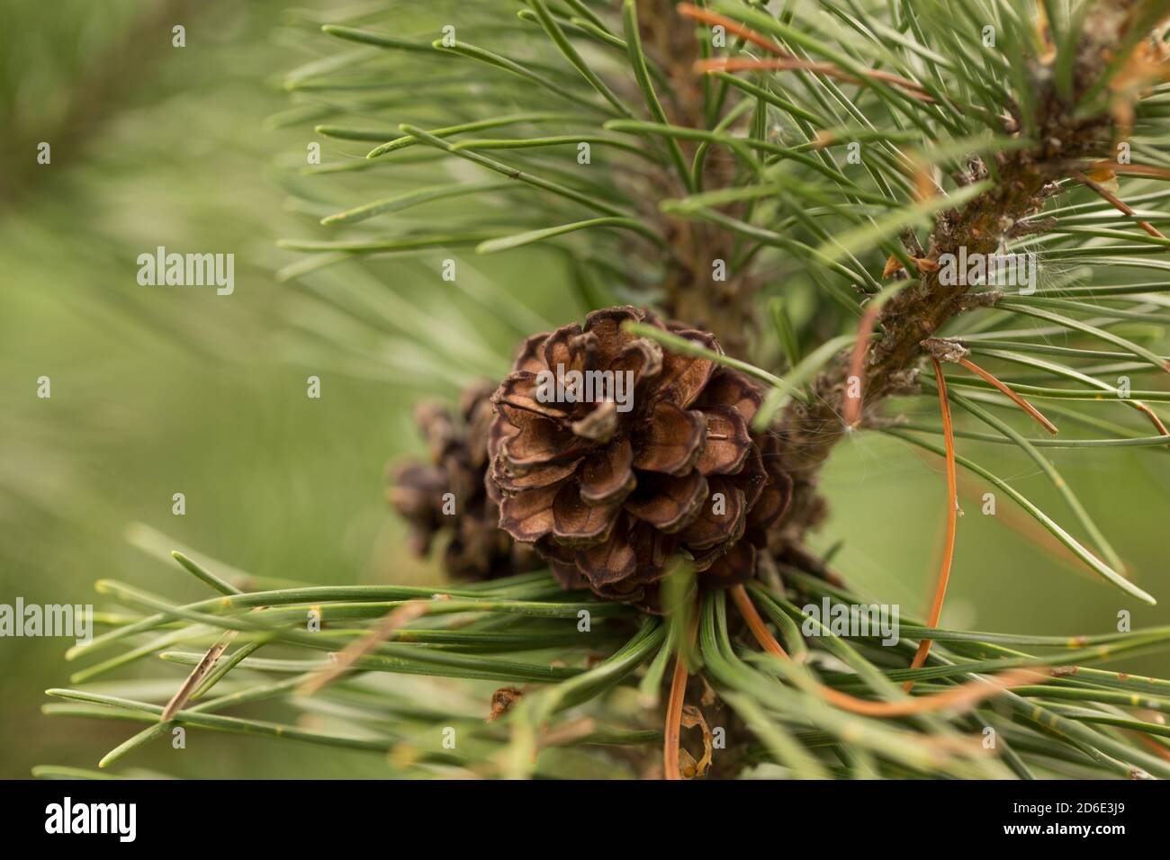Branch cone hi-res stock photography and images - Alamy