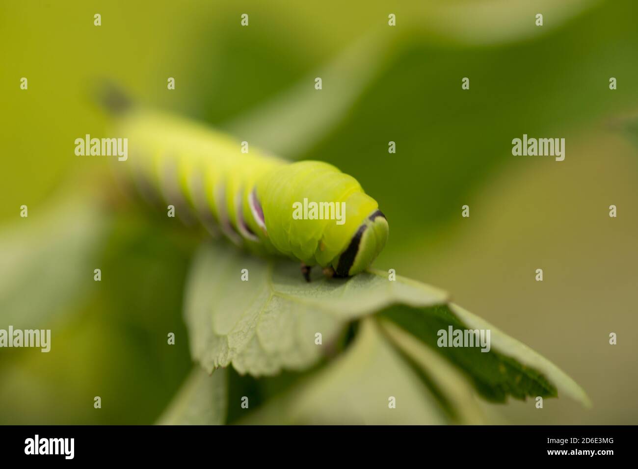 Sphinx moth larva hi-res stock photography and images - Alamy