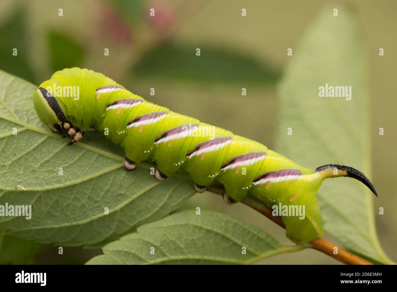 Sphinx moth larva hi-res stock photography and images - Alamy
