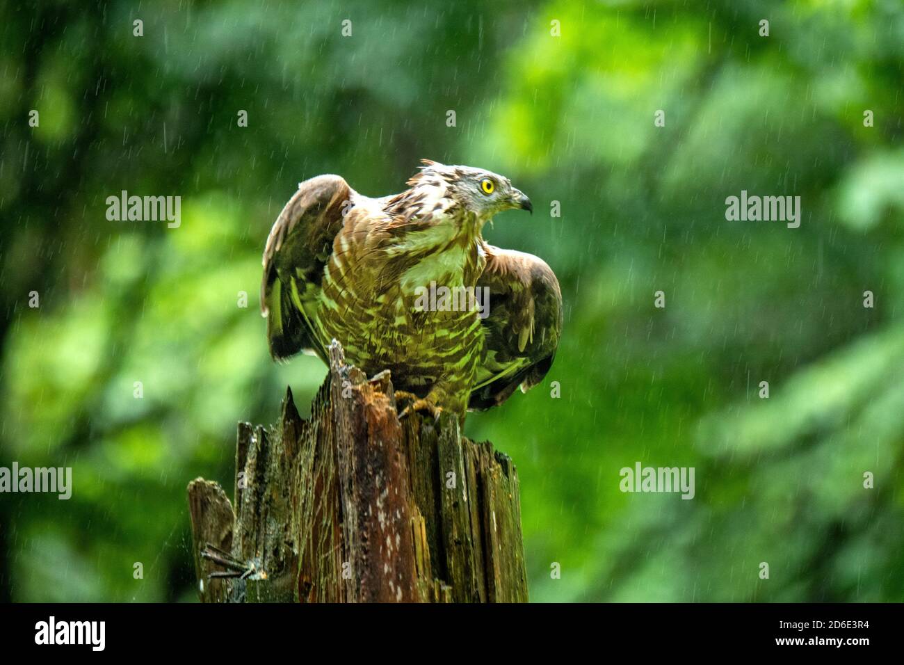 Buzzards tree hi-res stock photography and images - Alamy