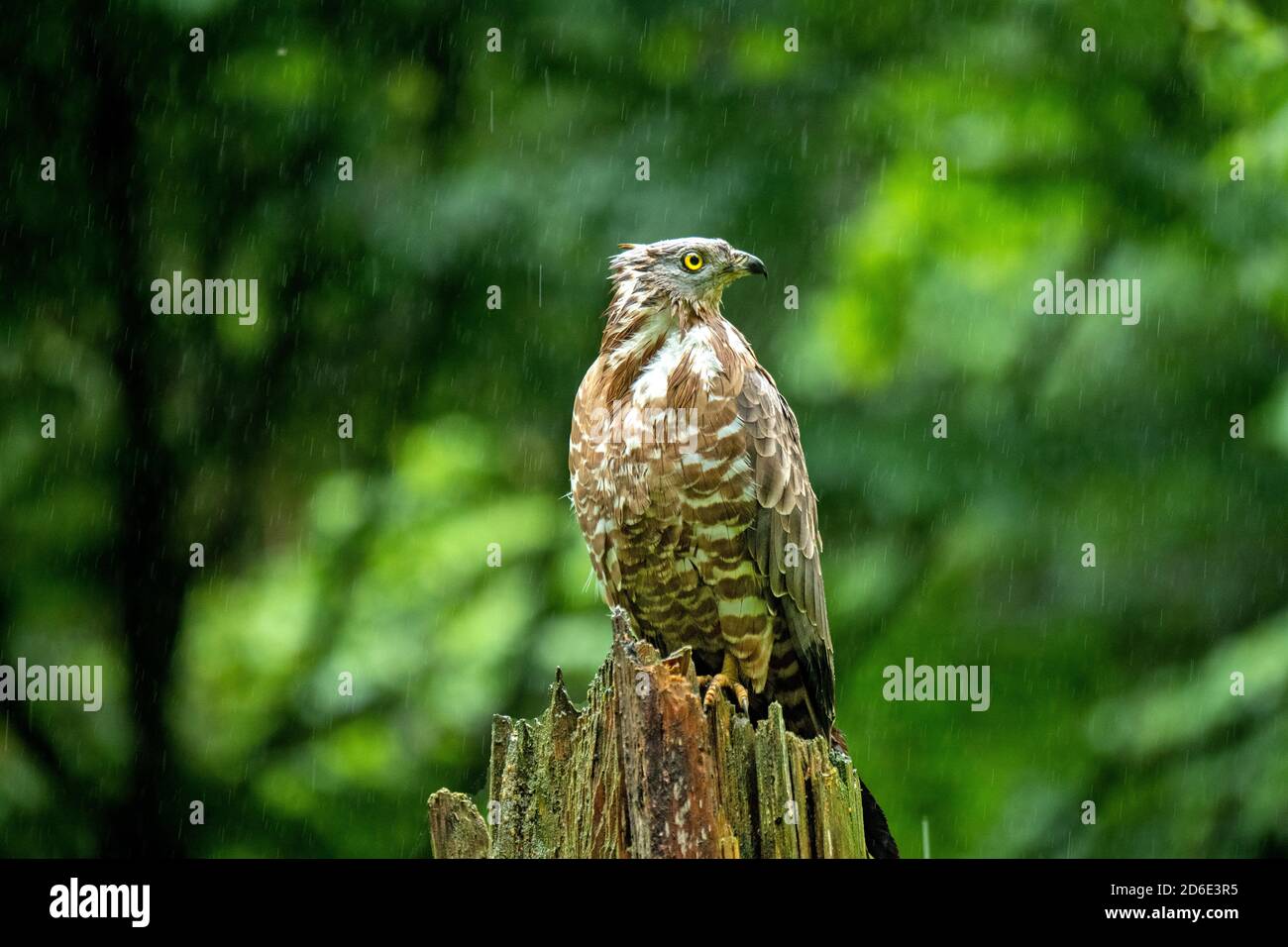 Buzzards tree hi-res stock photography and images - Alamy