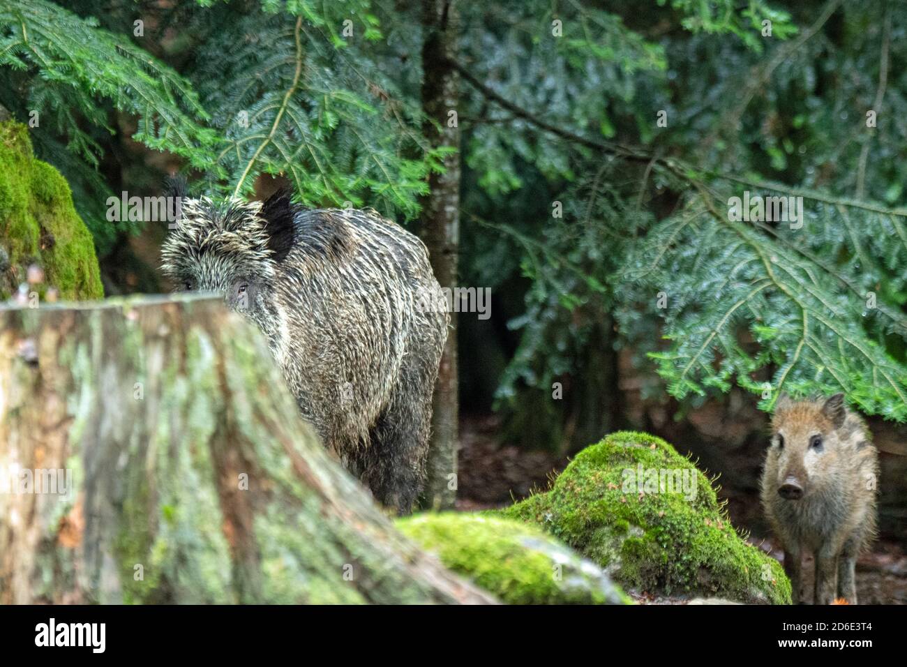 Wild boars in the mixed forest Stock Photo - Alamy