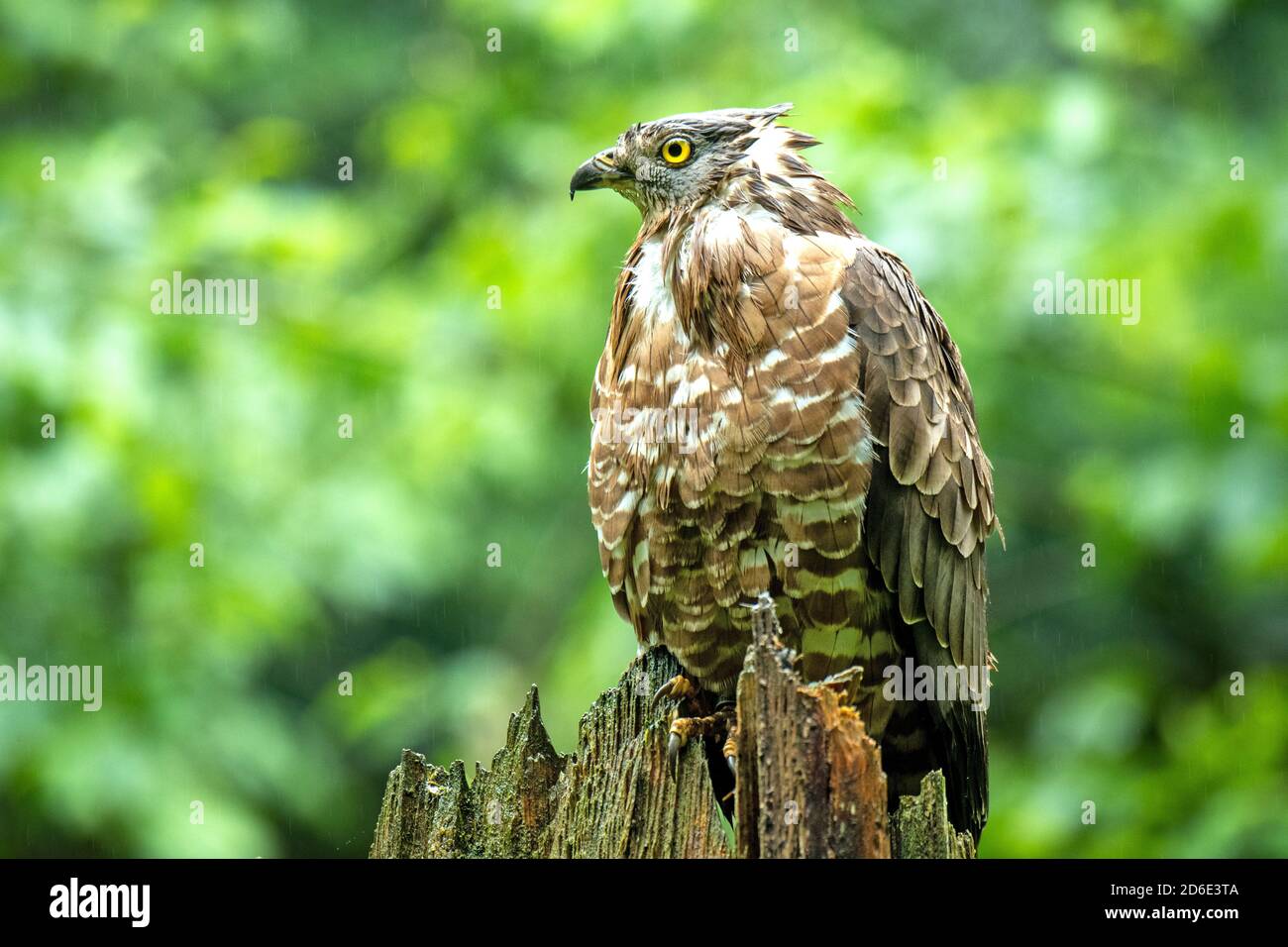Buzzards tree hi-res stock photography and images - Alamy