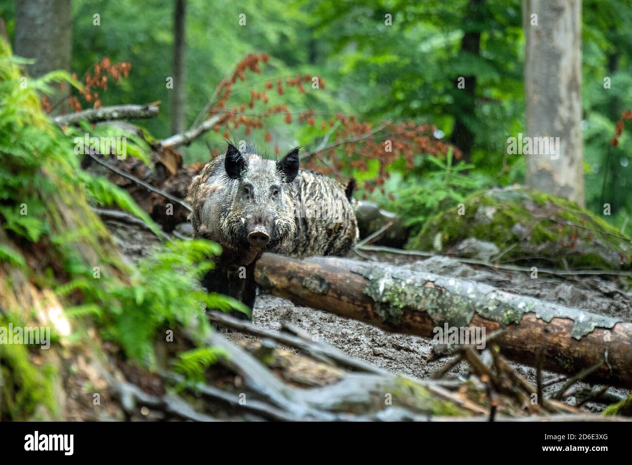 Wild boars in the mixed forest Stock Photo - Alamy