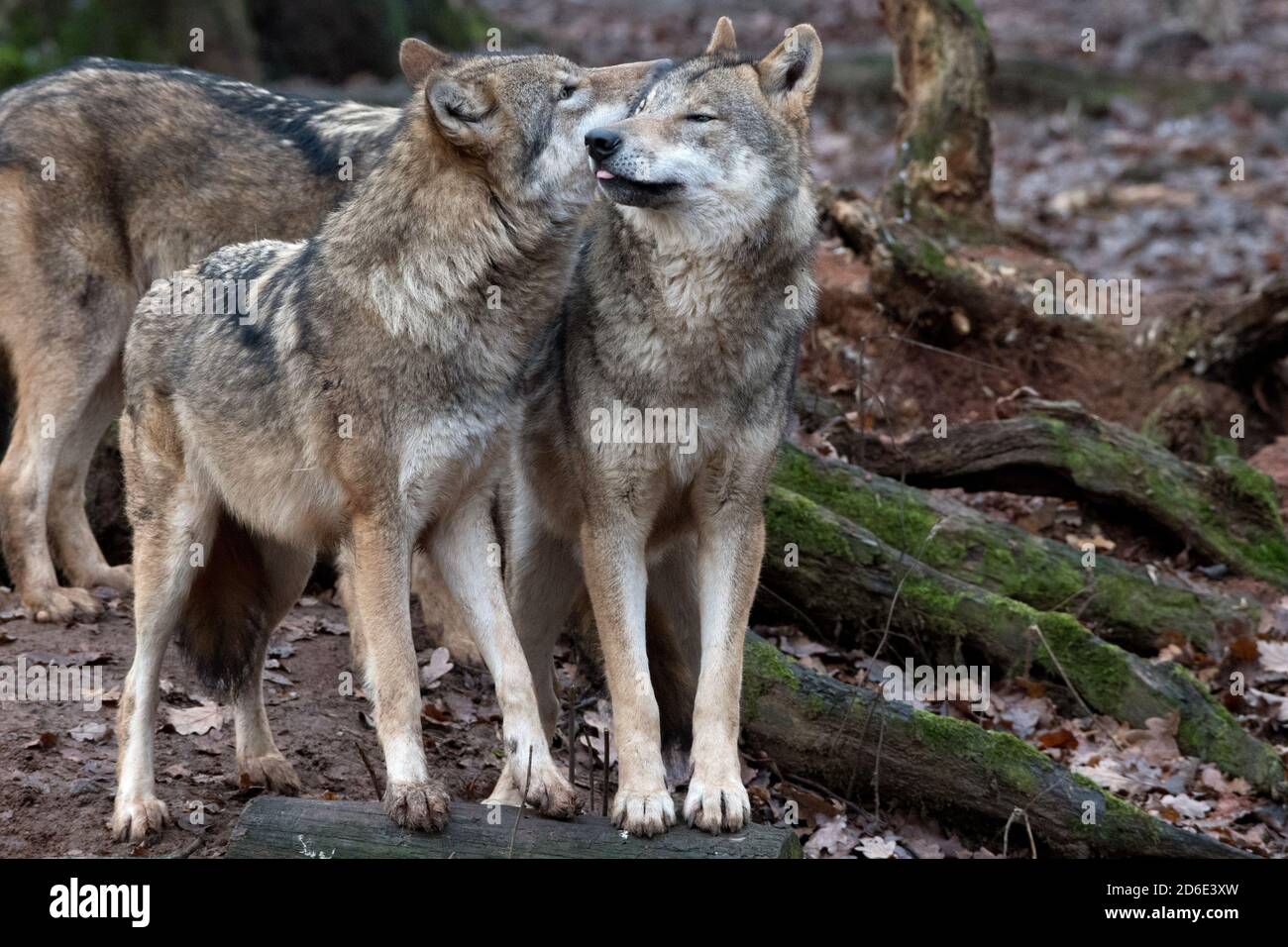 Grey wolves forest pack hi-res stock photography and images - Alamy