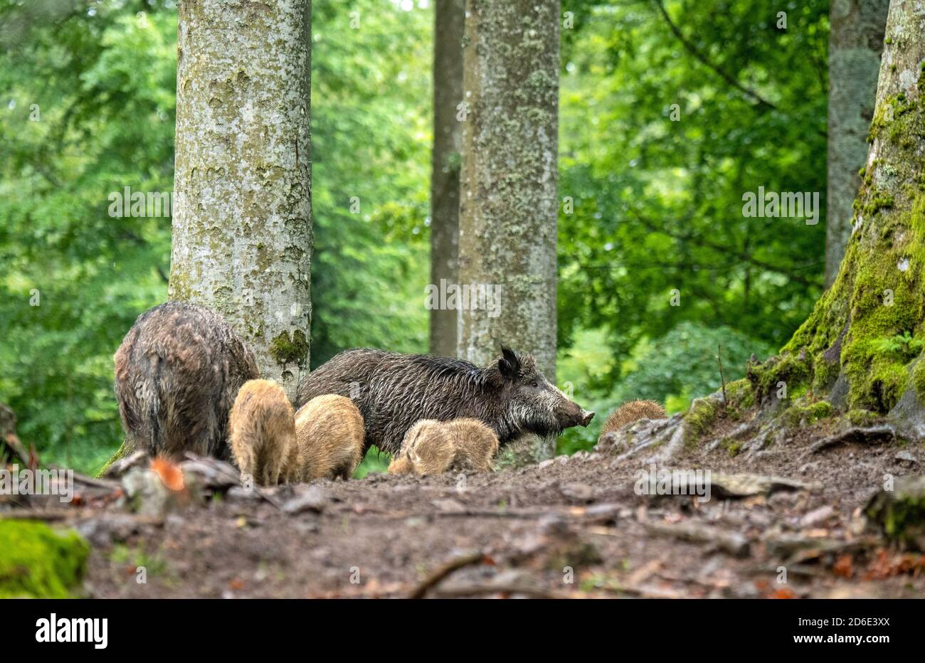 Wild boars in the mixed forest Stock Photo - Alamy