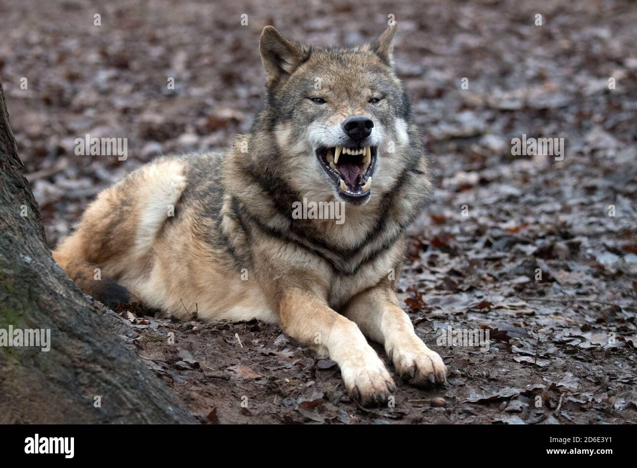 World yap hi-res stock photography and images - Alamy