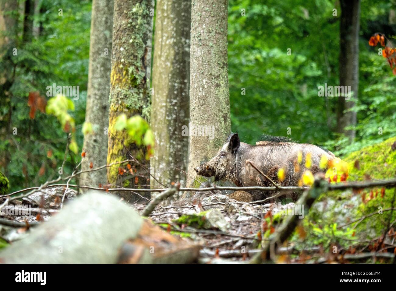 Wild boars in the mixed forest Stock Photo - Alamy