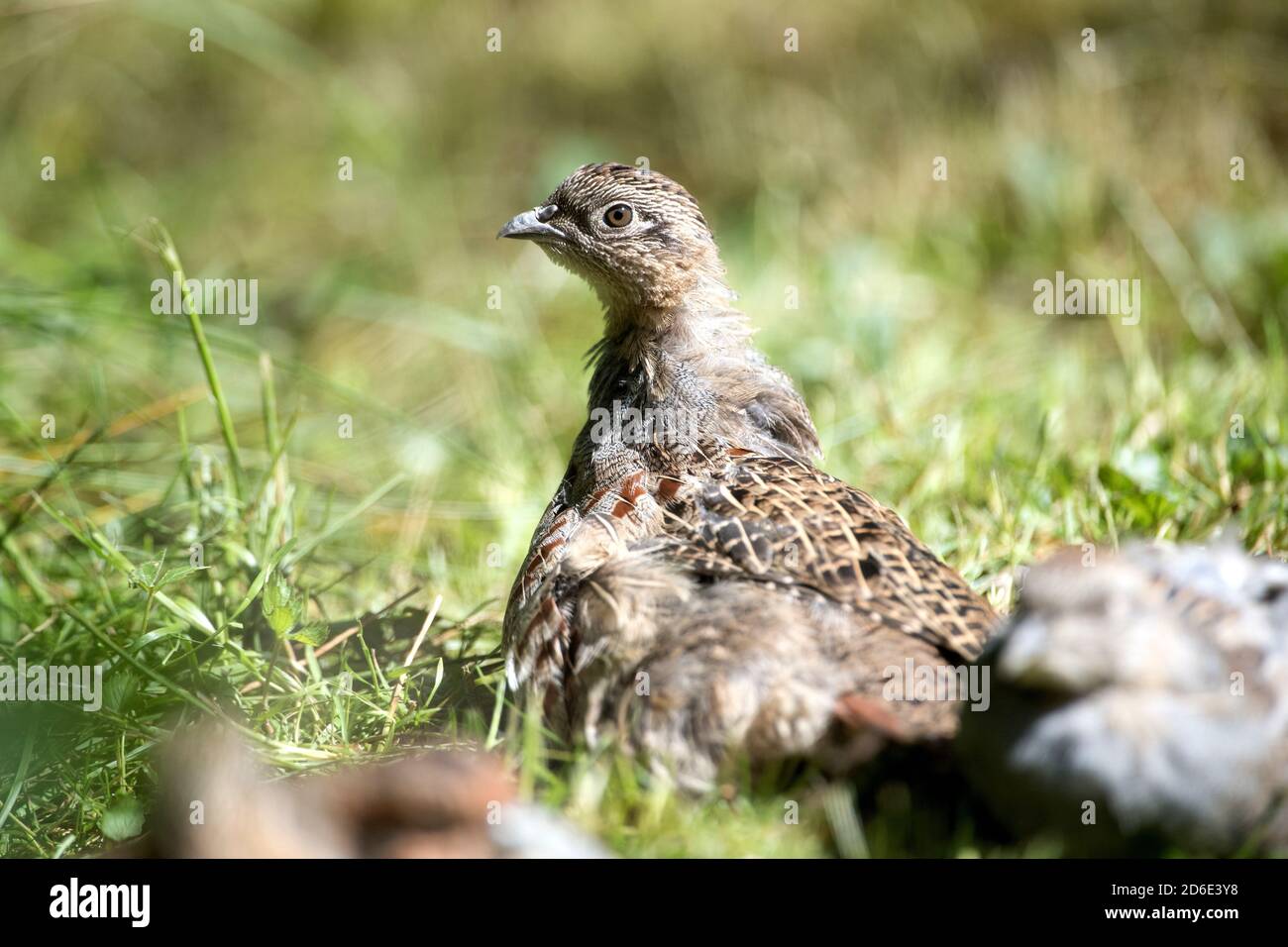 Hen like bird hi-res stock photography and images - Alamy
