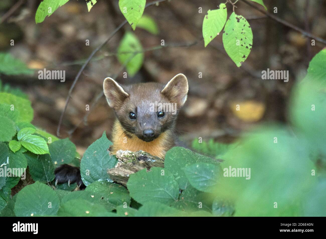Tree martens hi-res stock photography and images - Alamy