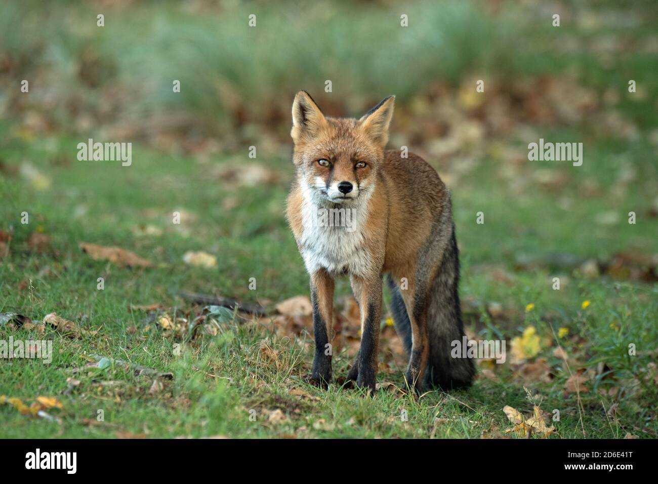 Vulpecula fox hi-res stock photography and images - Alamy