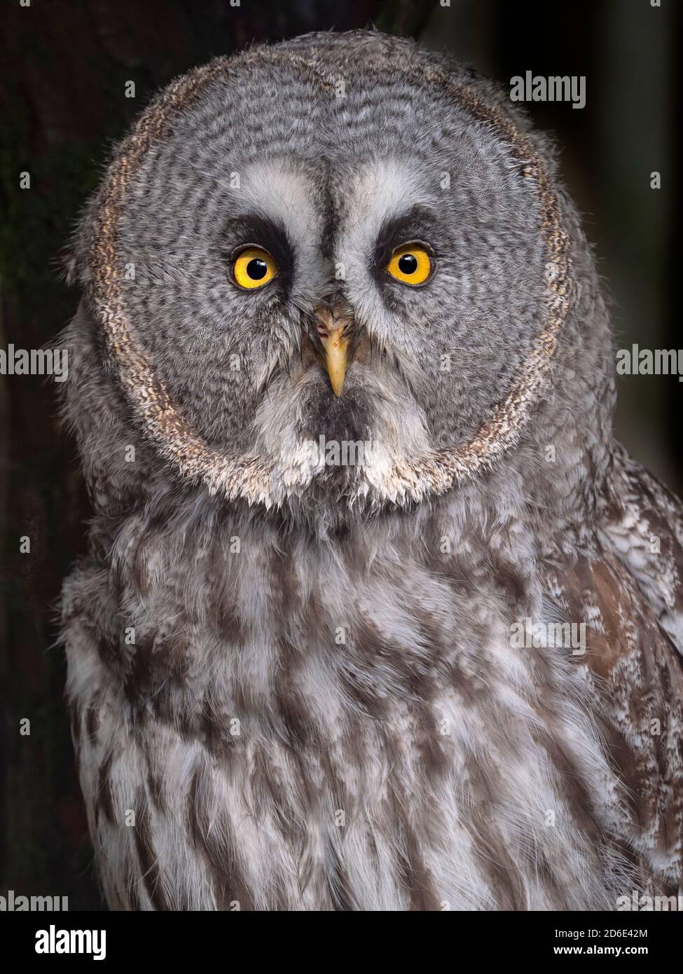 Largest of the owl species hi-res stock photography and images - Alamy