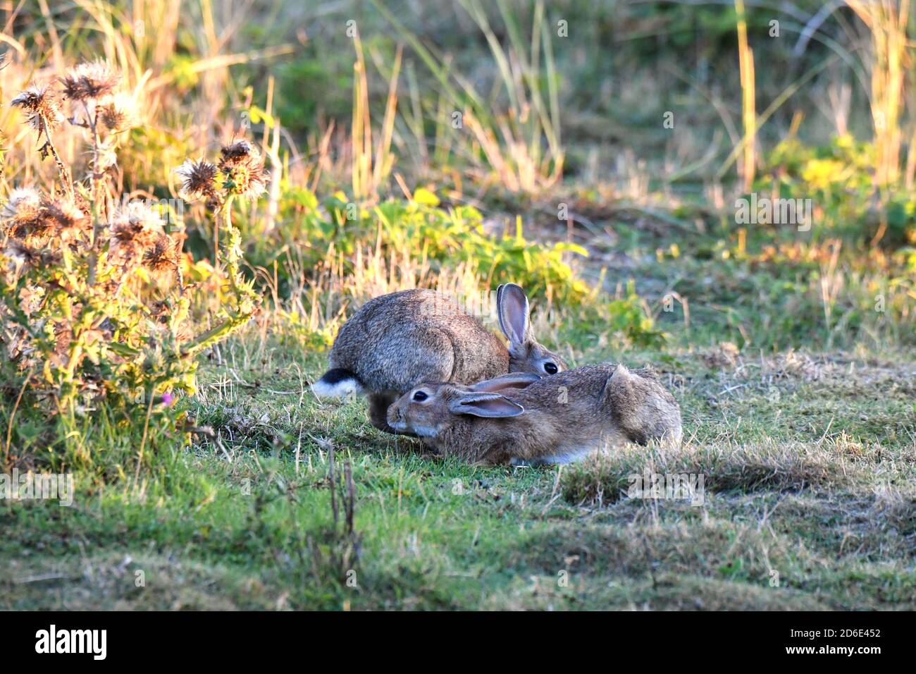 Rodent lagomorphs hi-res stock photography and images - Alamy