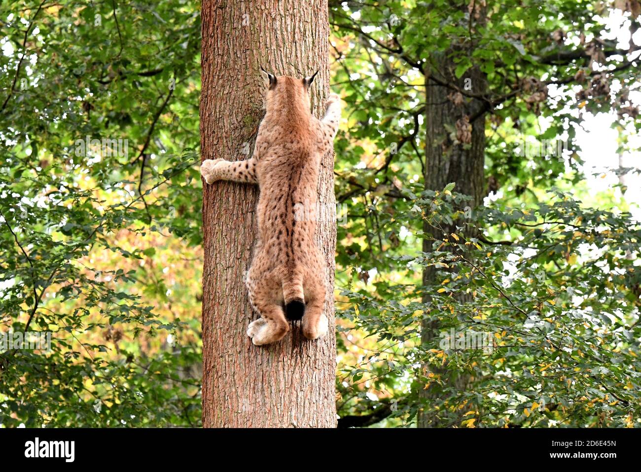 Lynx climbs a tree Stock Photo - Alamy