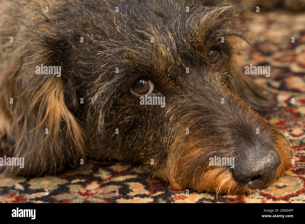 Wire Haired Brown Dog High Resolution Stock Photography and Images - Alamy