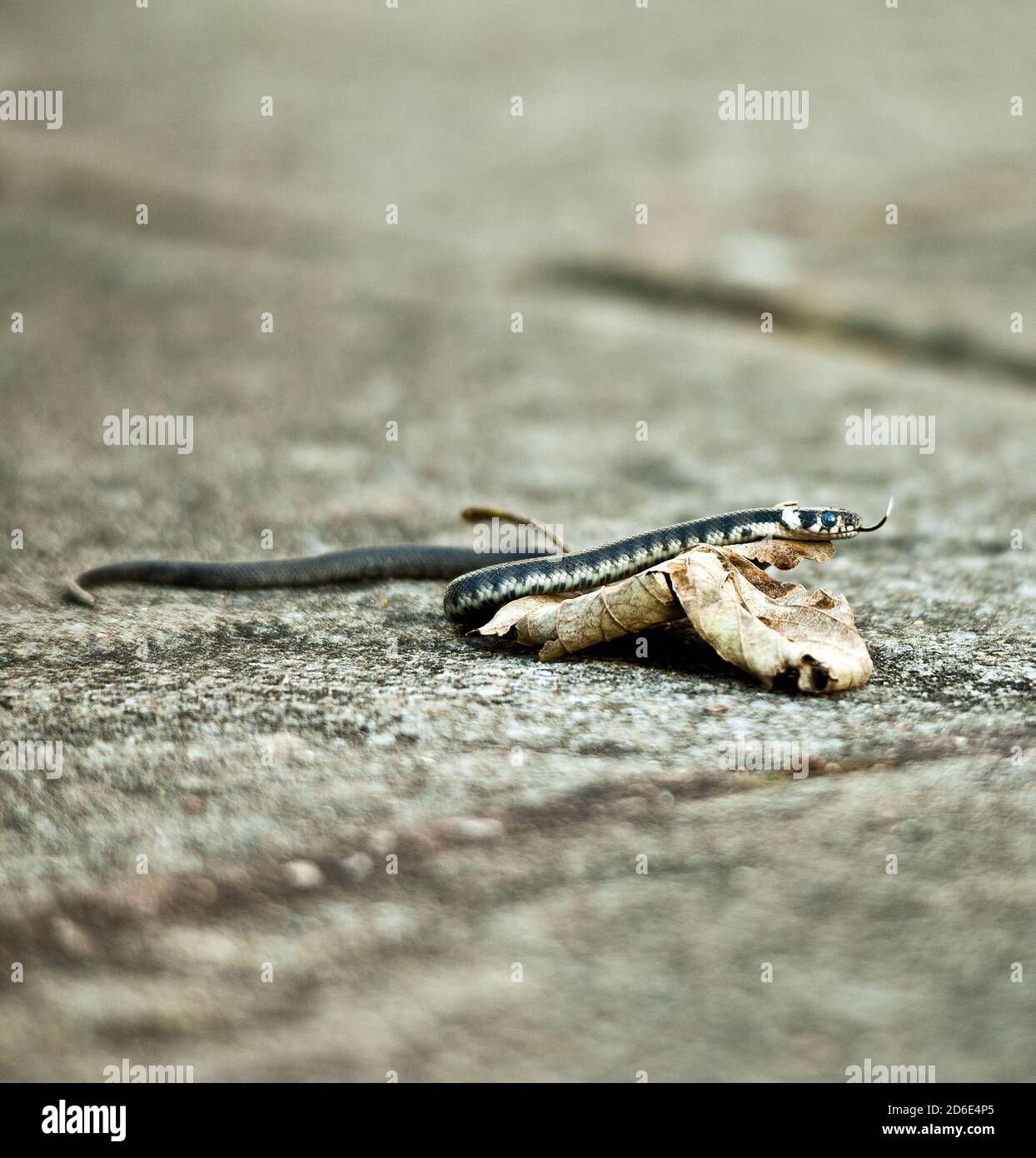 Asp snake hi-res stock photography and images - Alamy