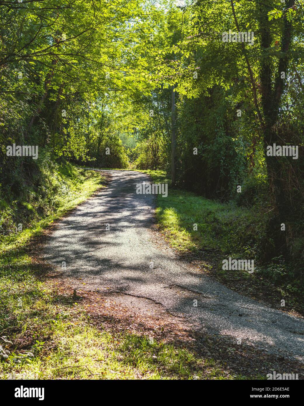 Wide shot forest hi-res stock photography and images - Alamy