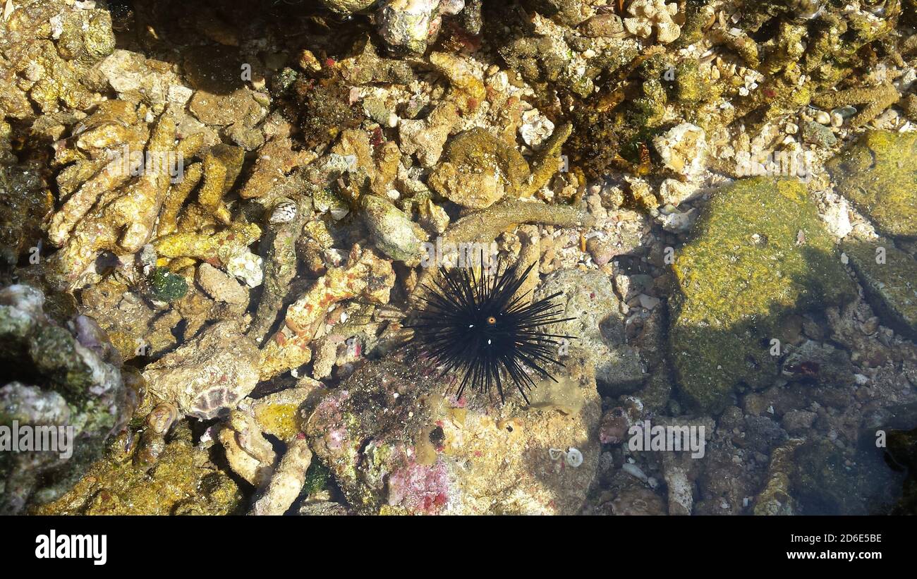 Top view shot of a black sea urchin and corals underwater Stock Photo ...