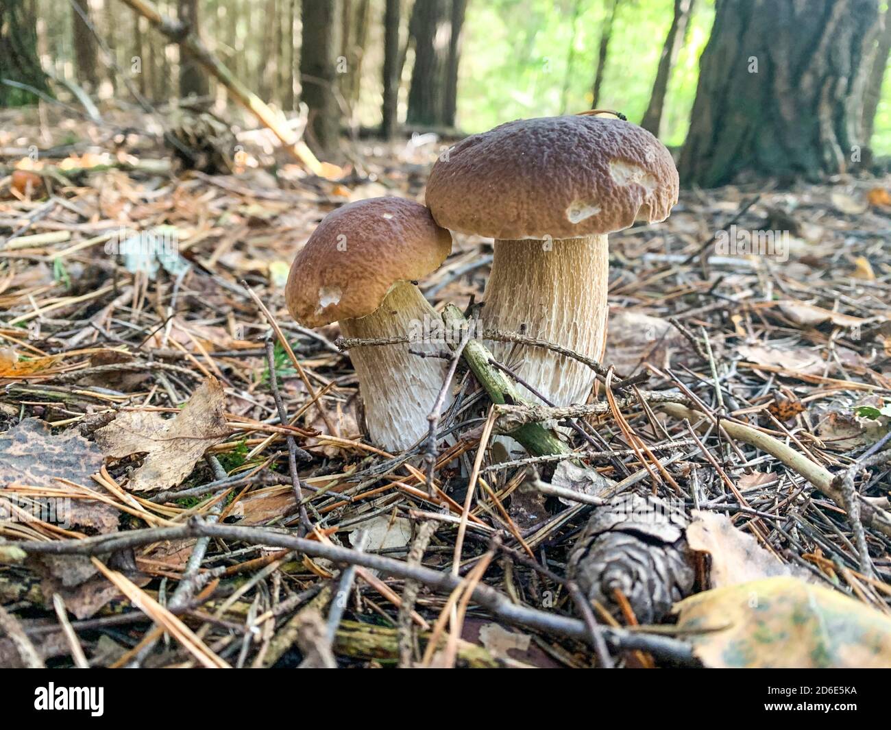 Edible fresh boletus mushroom growing on moss in forest. Studio Photo ...