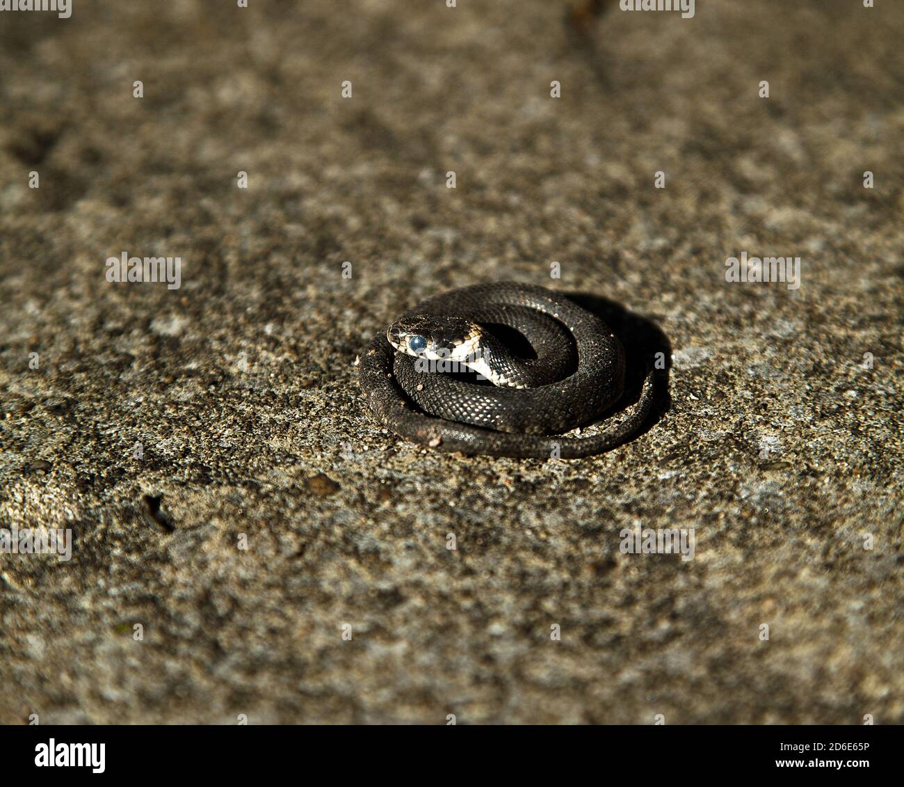Asp snake hi-res stock photography and images - Alamy
