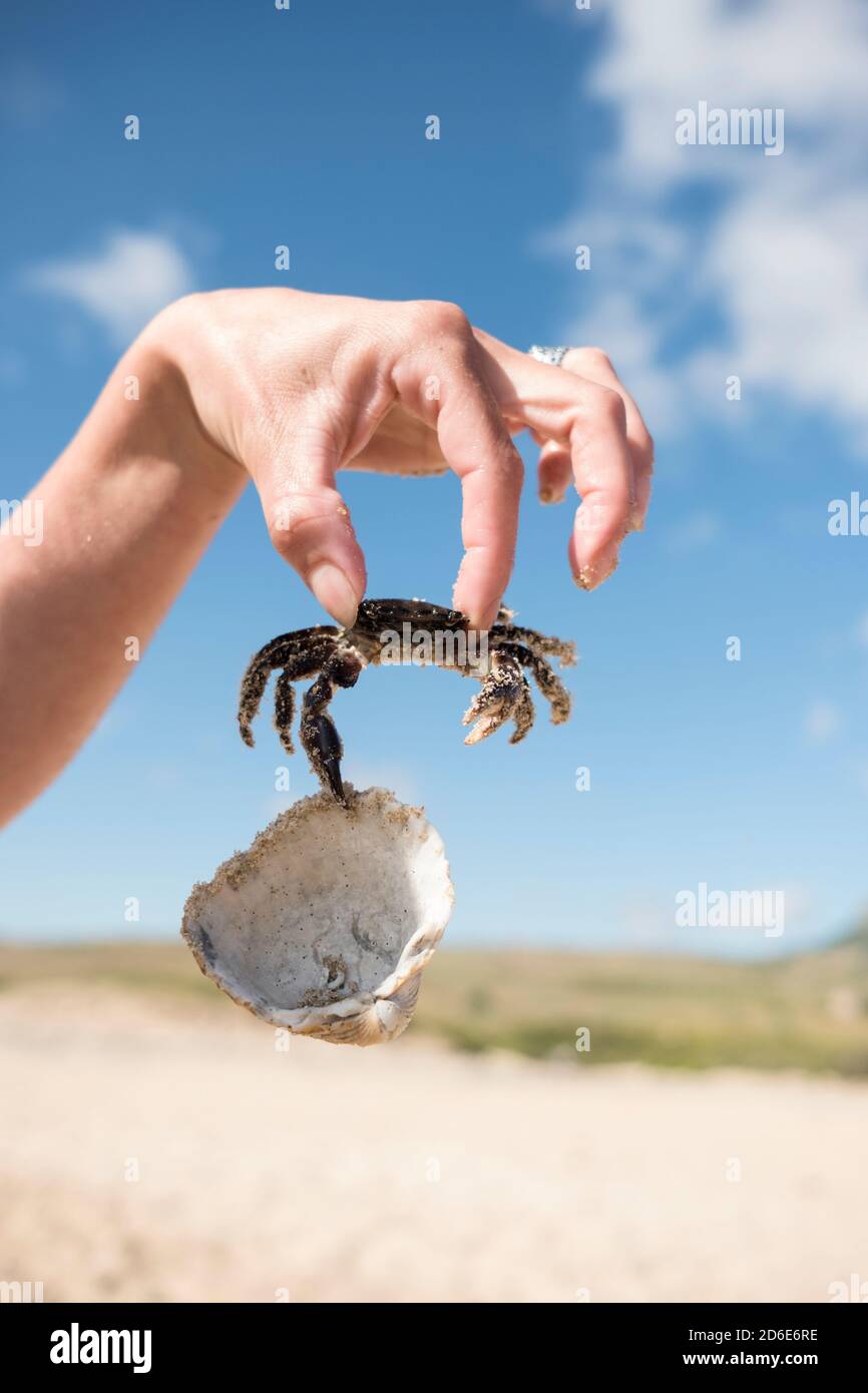 Hand pick crab hi-res stock photography and images - Alamy