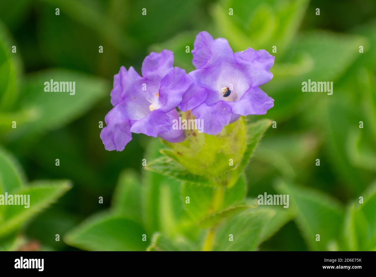 Neelakurinji hi-res stock photography and images - Alamy