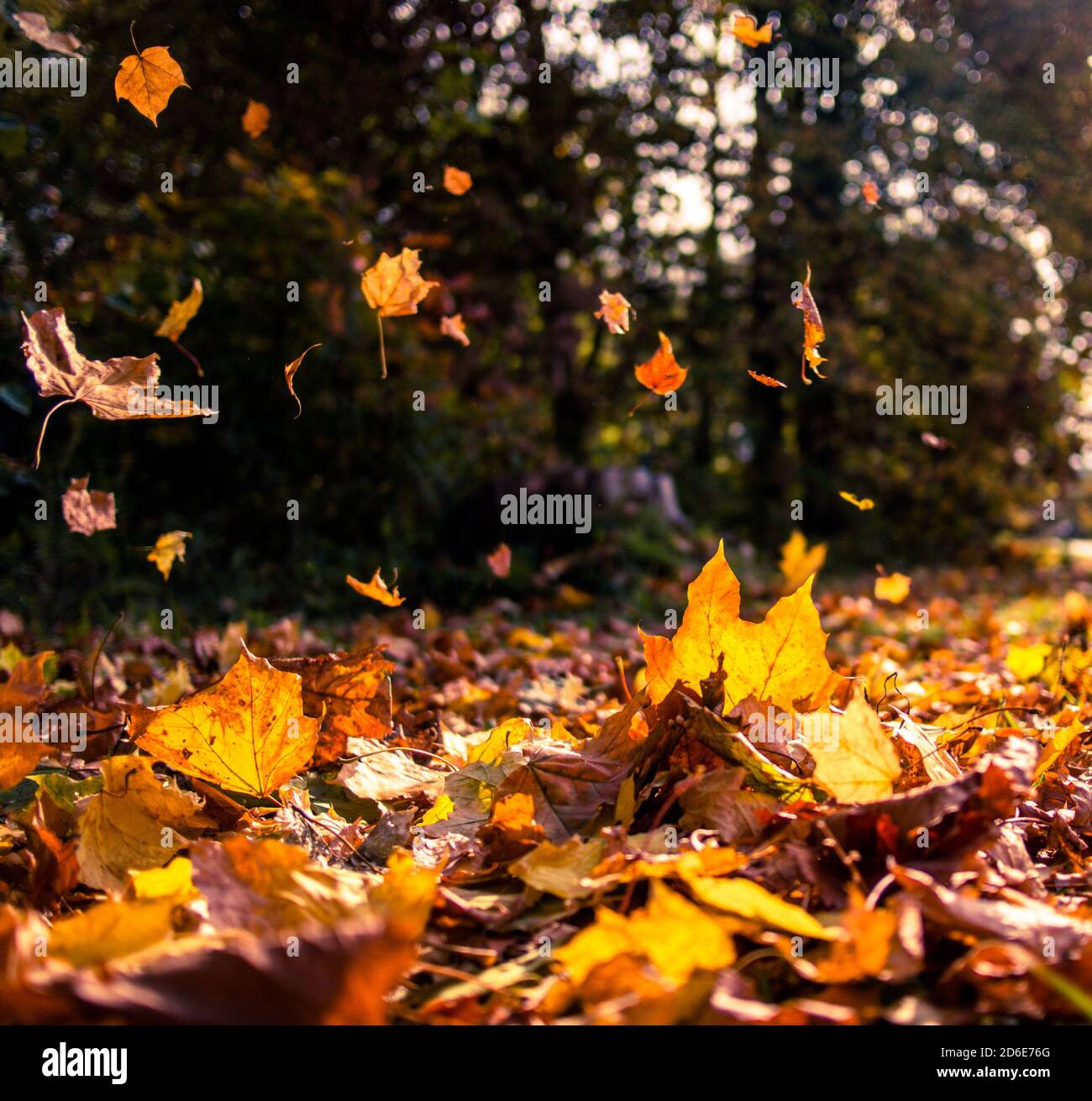 Leaves falling from trees hi-res stock photography and images - Alamy