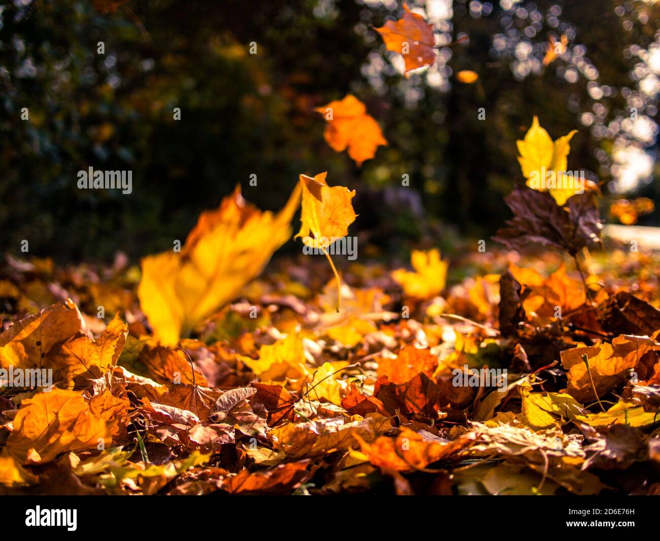 Leaves falling from trees hi-res stock photography and images - Alamy