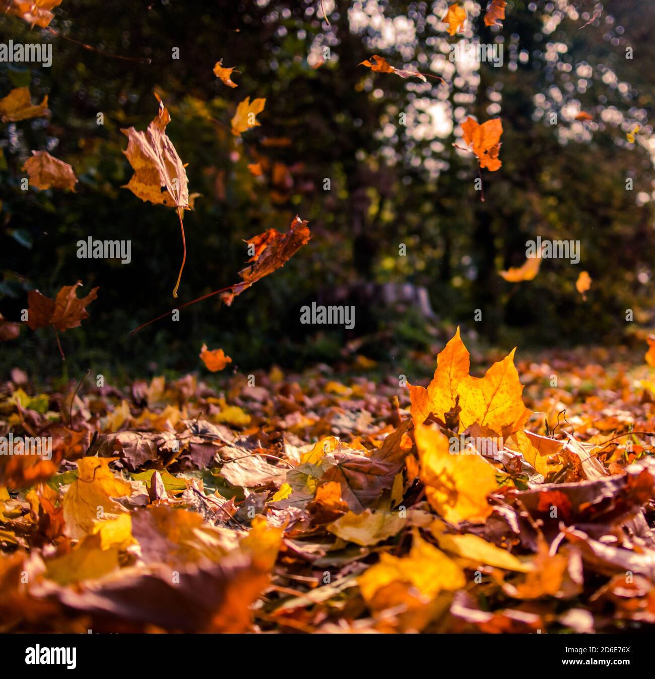 Leaves falling from trees hi-res stock photography and images - Alamy