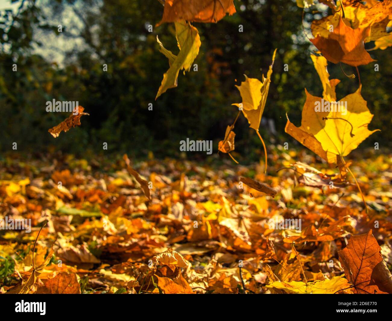 Leaves falling from trees hi-res stock photography and images - Alamy