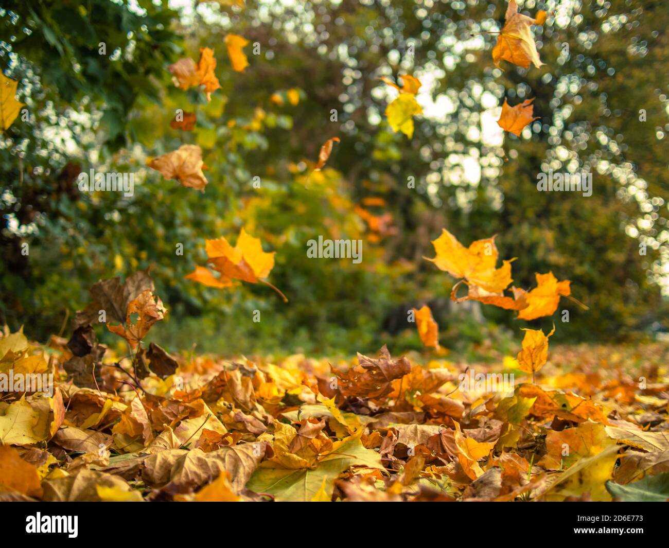 Yellow leaves falling from trees on a sunny autumn day Stock Photo - Alamy
