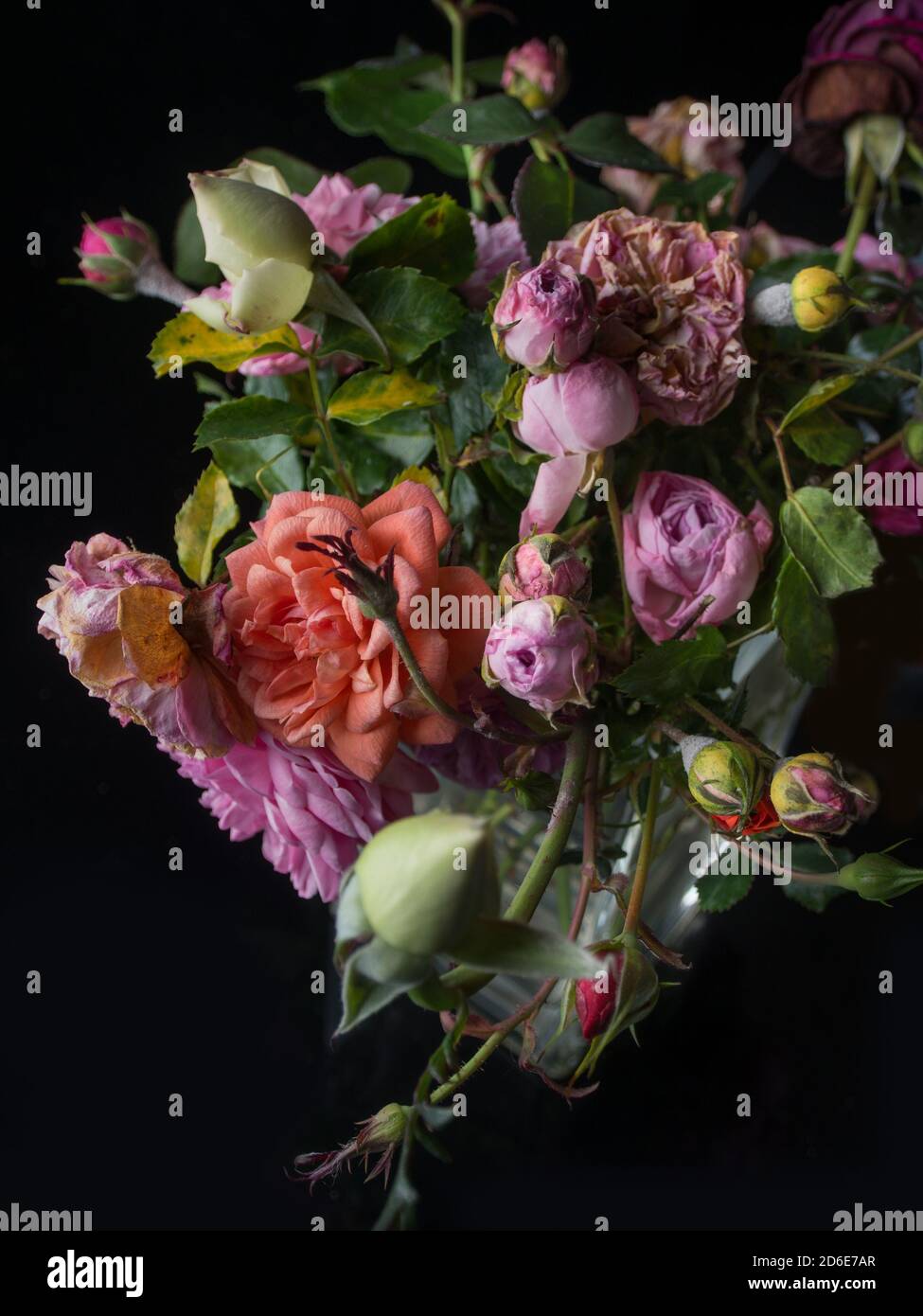Withering roses over black background Stock Photo - Alamy