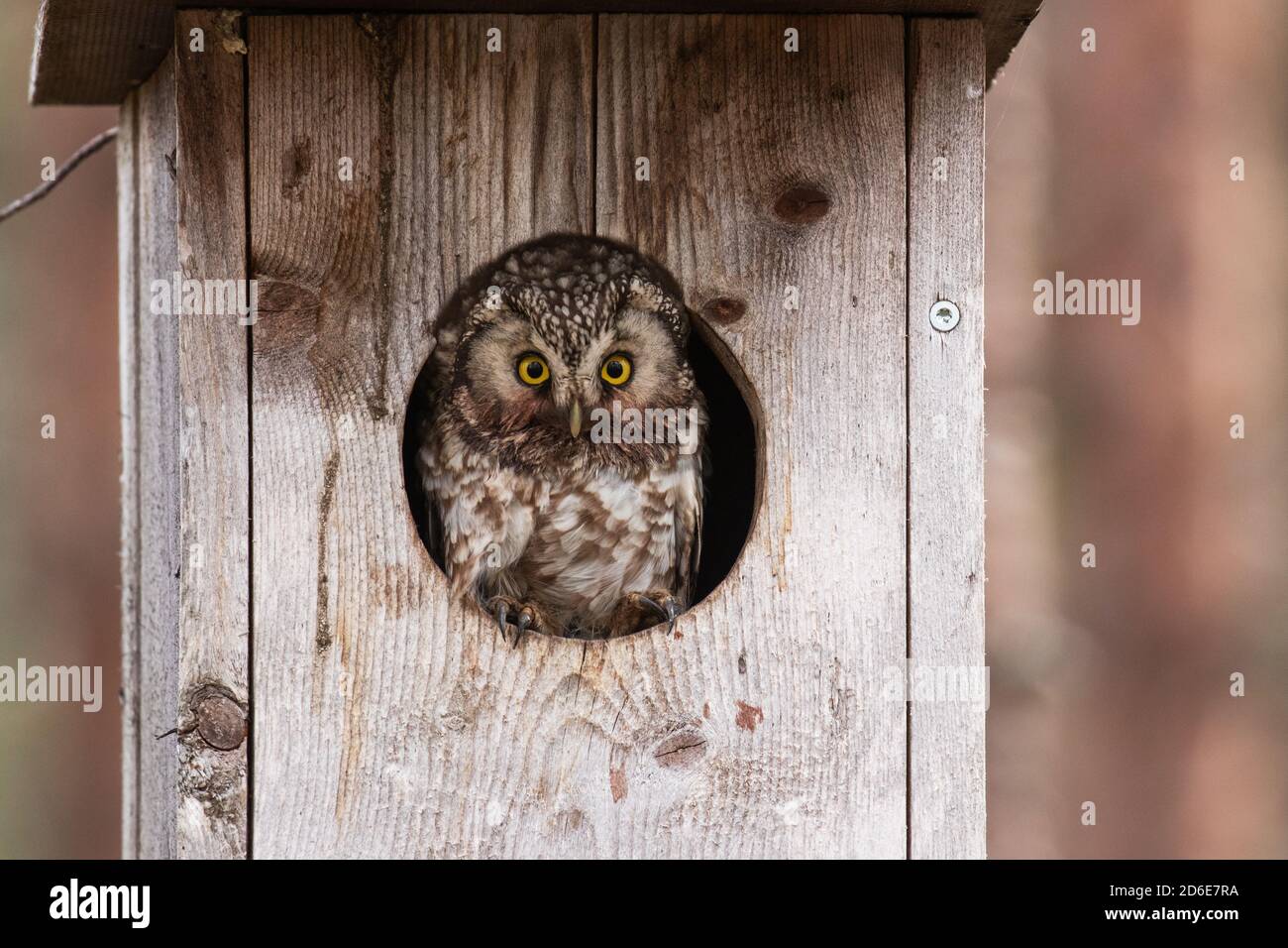 Small Boreal owl staring from a nesting box in a Finnish taiga forest ...