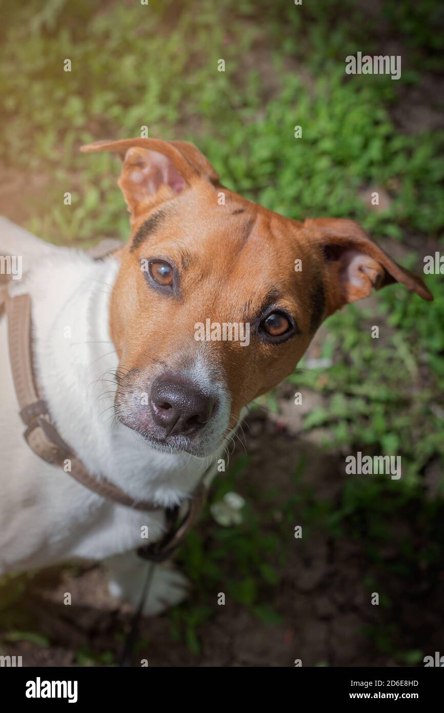 Are Jack Russell Terrier Smart Dogs