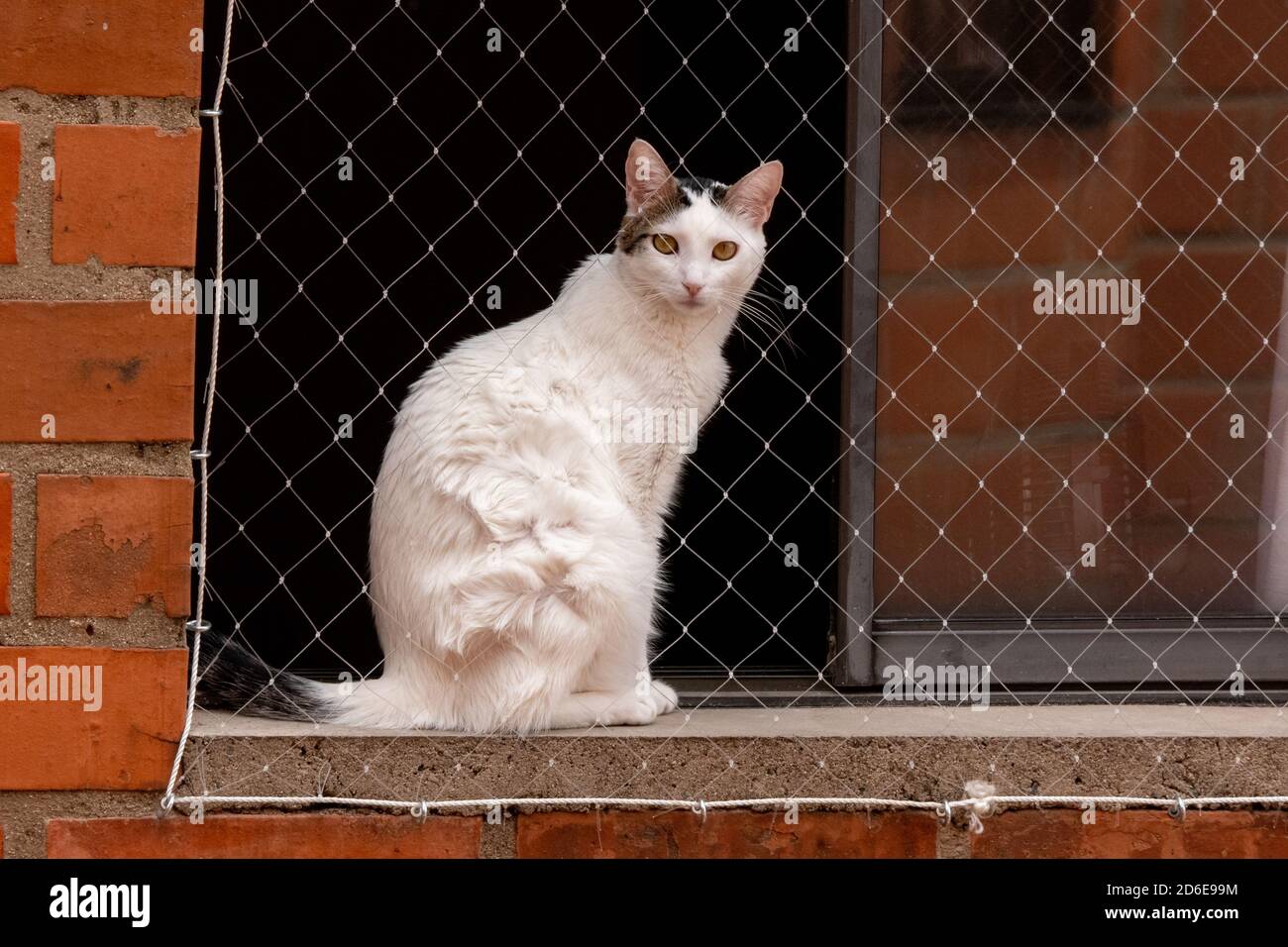 White cat in the window behind a grill Stock Photo - Alamy