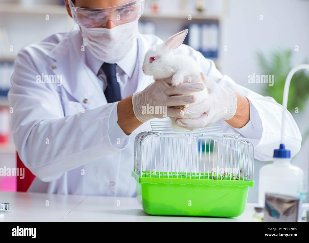 The vet doctor examining rabbit in pet hospital Stock Photo - Alamy