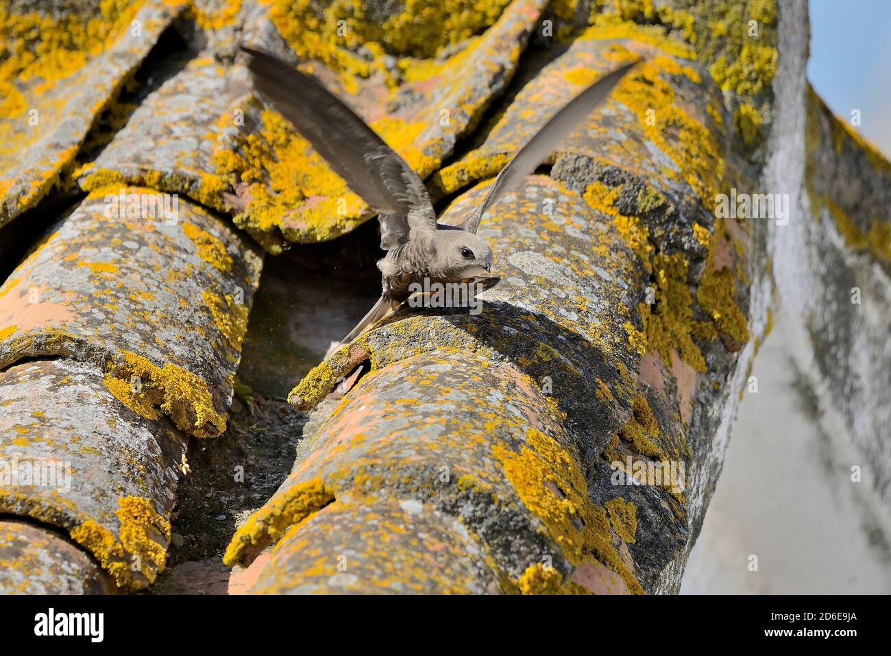 Swift Bird Nest High Resolution Stock Photography and Images - Alamy