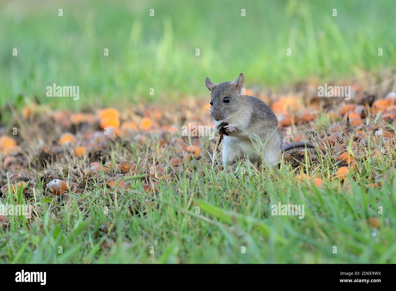 Rabbit Parasite High Resolution Stock Photography and Images - Alamy