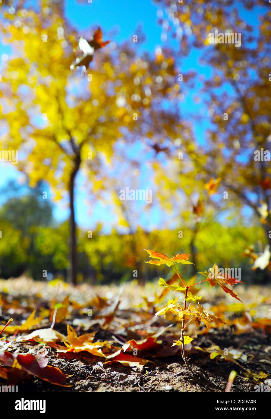 Huhhot. 16th Oct, 2020. Photo taken on Oct. 16, 2020 shows red maple ...