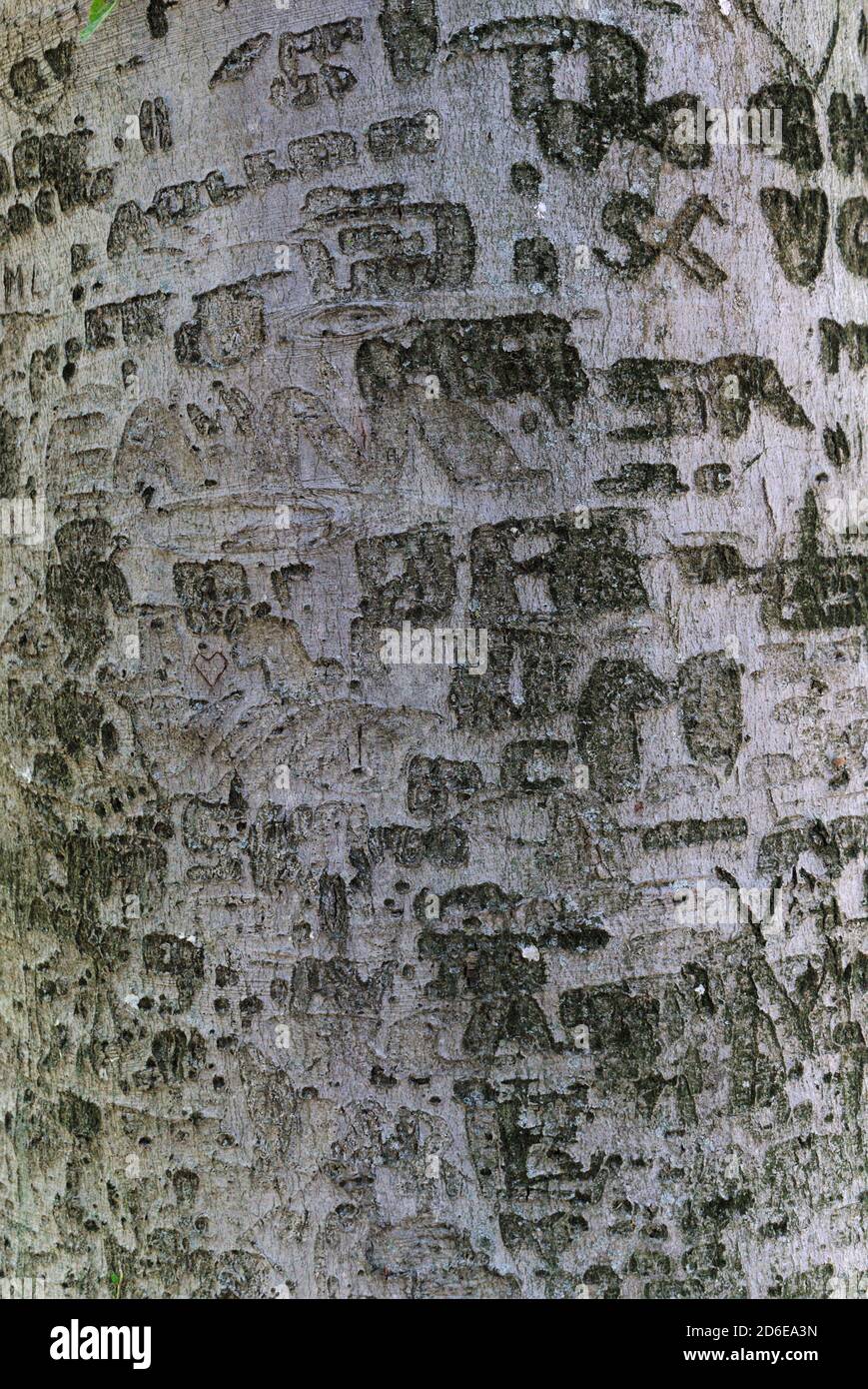 Engraved tree bark texture Stock Photo - Alamy