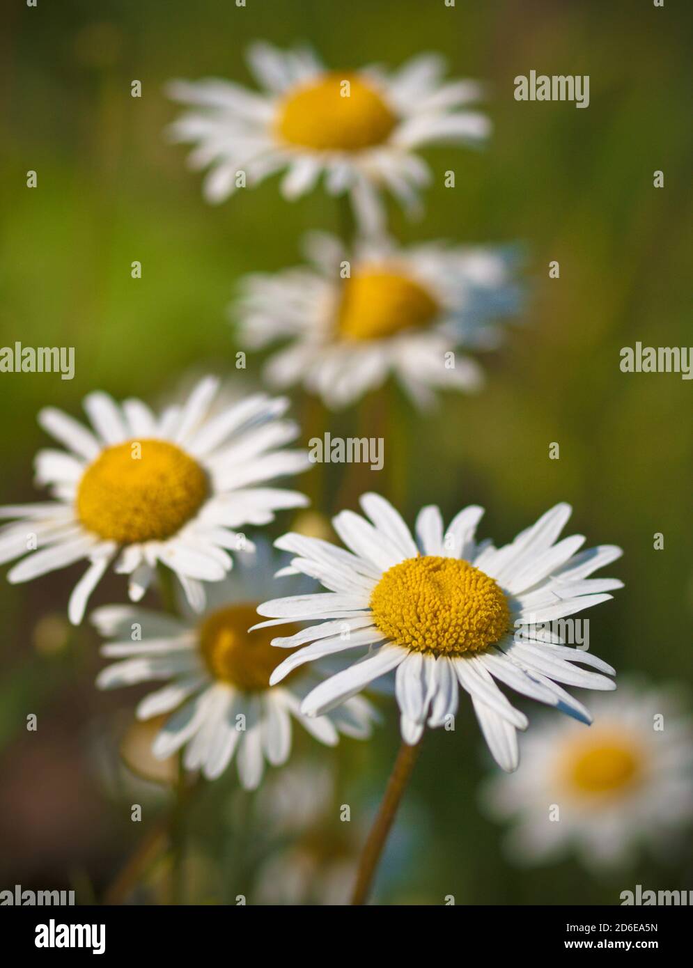 Daisies at a field on a sunny morning Stock Photo - Alamy