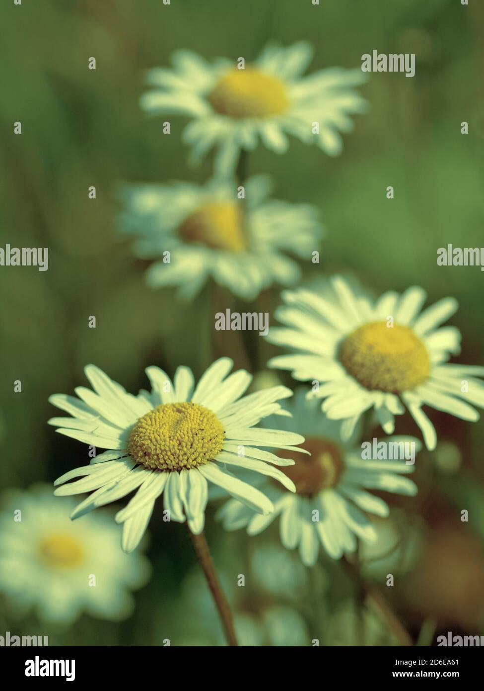 Daisies at a field on a sunny morning Stock Photo - Alamy