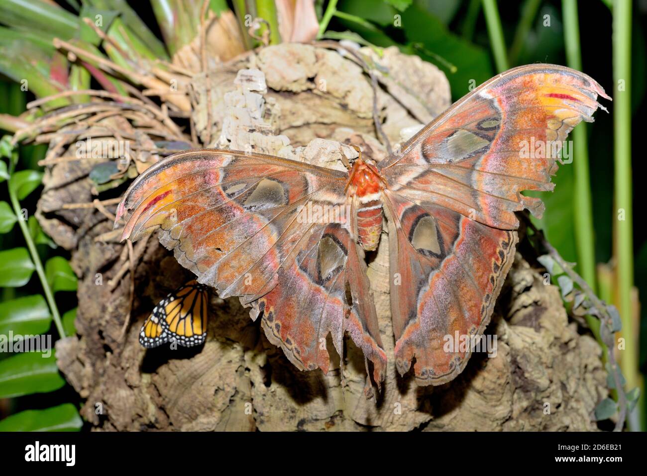 Attacus Atlas Tree High Resolution Stock Photography and Images - Alamy