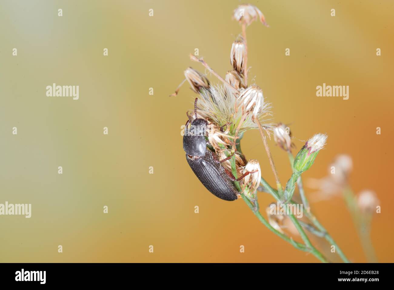 Beetle Foot High Resolution Stock Photography and Images - Alamy