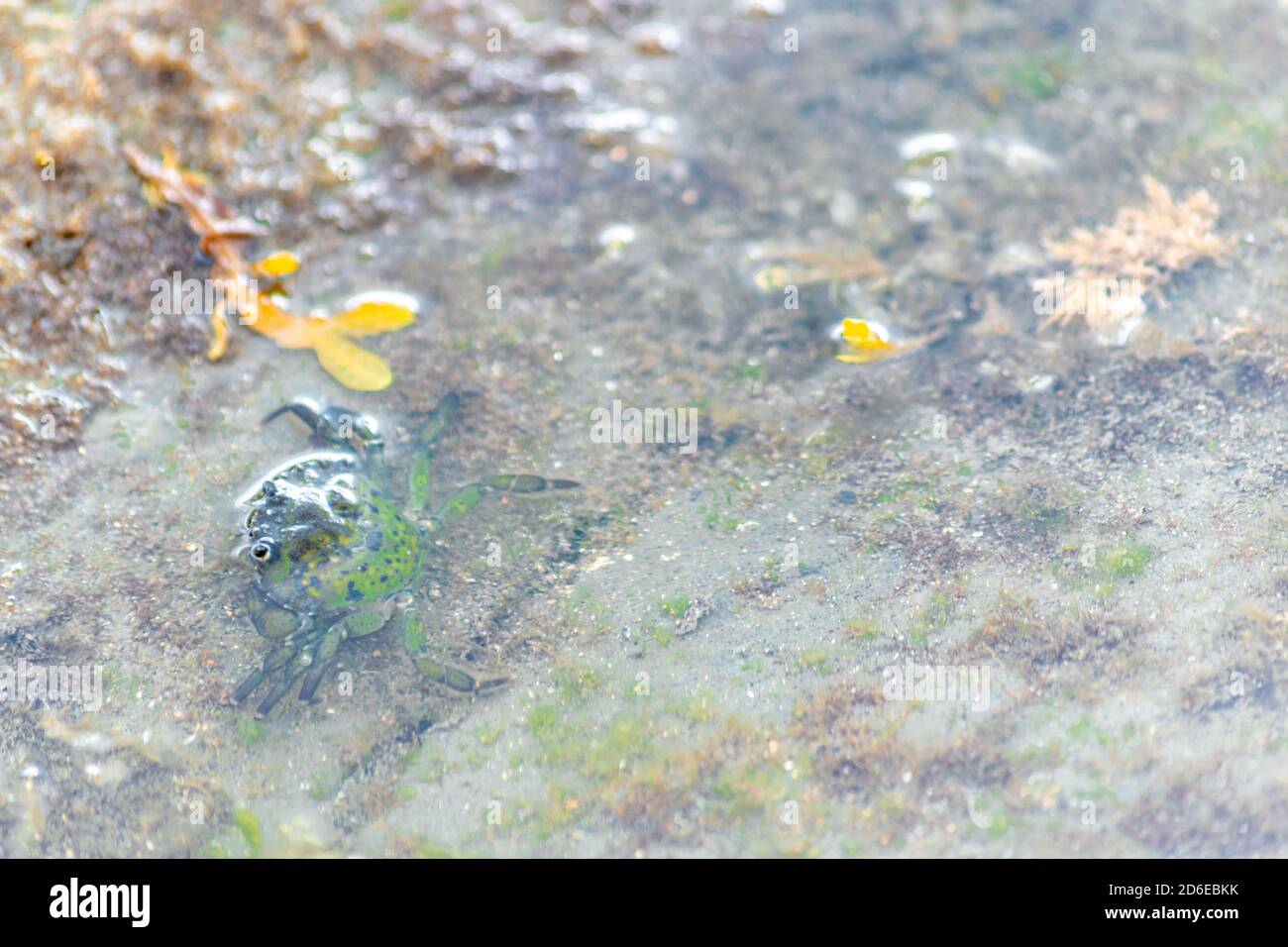 European green crab hinding in a shallow water pond amongst red, yellow ...