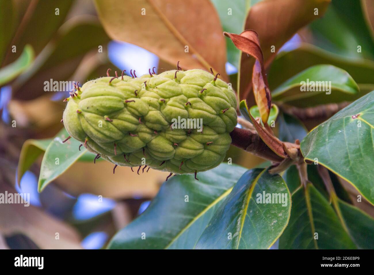 Fruit of magnolia grandiflora still green on the tree Stock Photo - Alamy