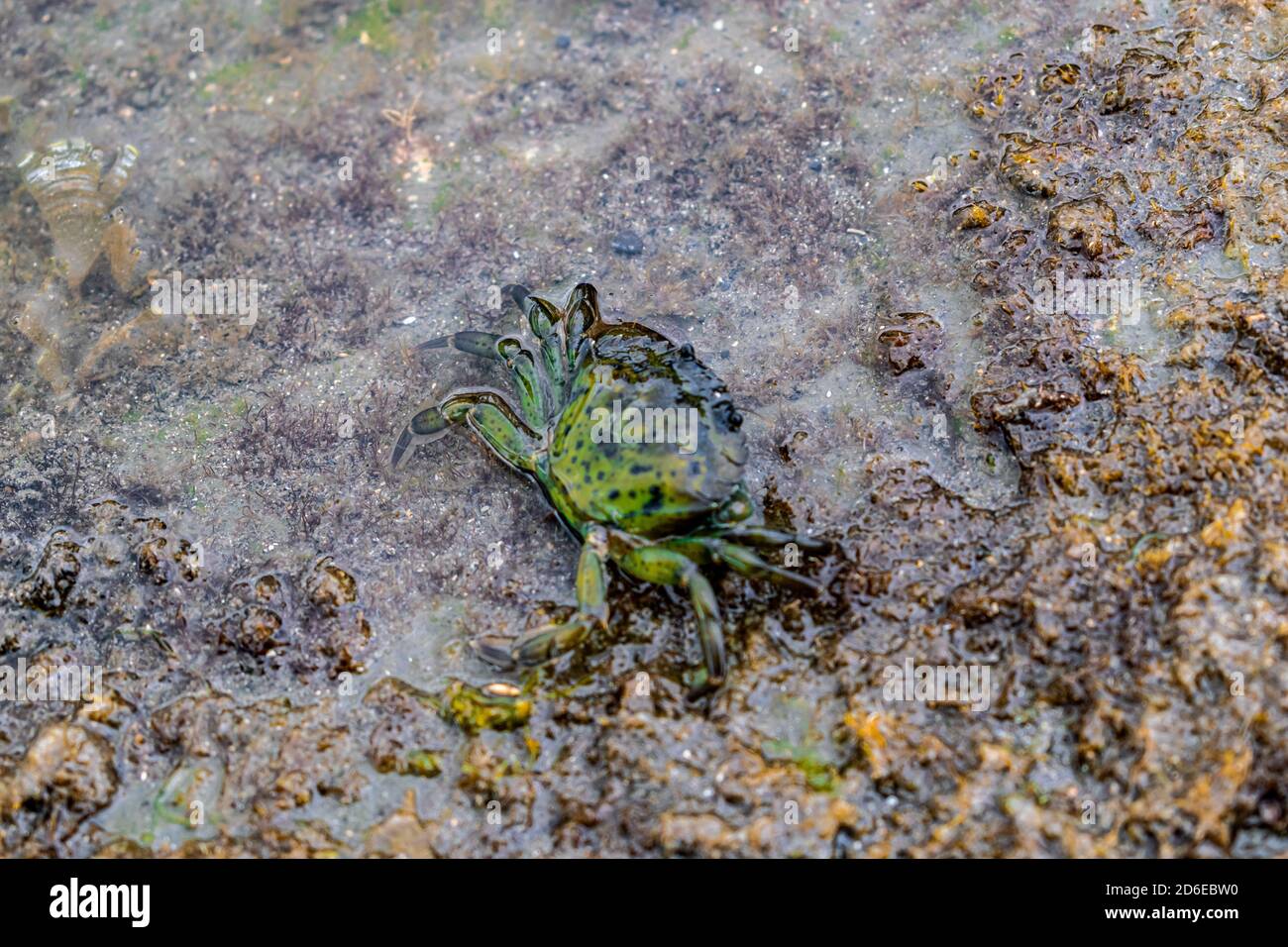 European green crab hinding in a shallow water pond amongst red, yellow ...